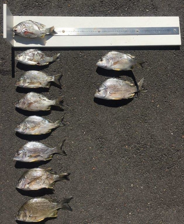 NSW Fisheries Reminding Rec Fishos To Know Their Bag And Size Limits NSW Fisheries Reminding Rec Fishos To Know Their Bag And Size Limits