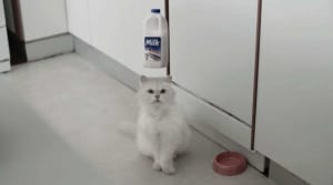 AdNews: 7-Eleven rolls out $10 million brand campaign - AdNews