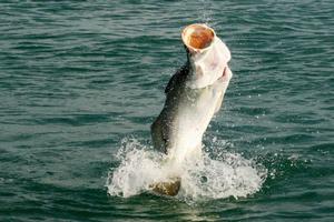 BLOG: Barra hang time - Fishing World