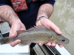 Researchers spearhead Murray cod recovery - Fishing World