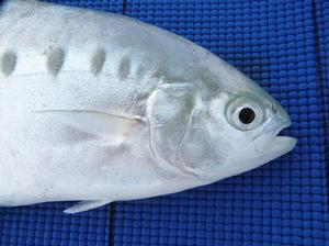 Fish Facts: Dart - Fishing World