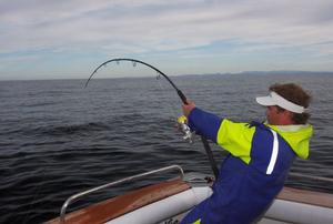 Fox travel rods - Fishing World