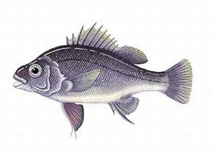 Macquarie perch numbers boosted - Fishing World