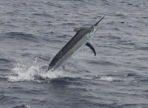 Report: East coast marlin season shaping up - Fishing World