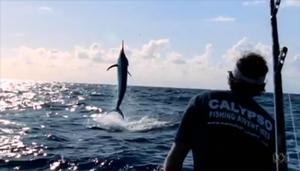 DOCO: Secrets of the fastest pedator of the sea - billfish - Fishing World