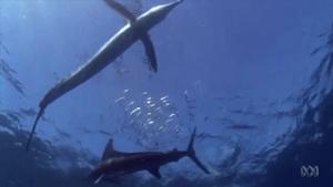 DOCO: Secrets of the fastest pedator of the sea - billfish - Fishing World