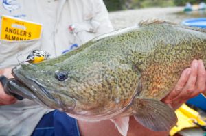 Border cod rivers closed to fishing - Fishing World