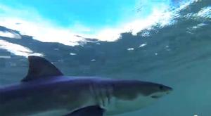 Pros cautious about shark culling - Fishing World