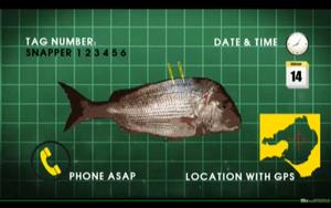 Tracking snapper in Port Phillip Bay - Fishing World