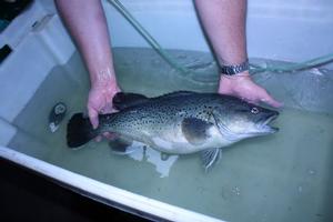 Trout cod restocked in Macquarie River - Fishing World