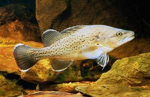 Trout cod restocked in Macquarie River - Fishing World
