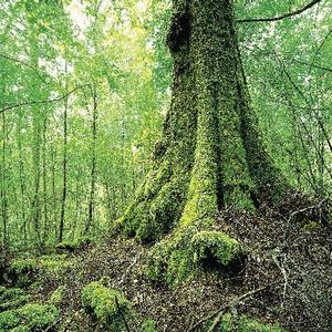 Tassie's Tarkine: last of the wild frontier - Great Walks