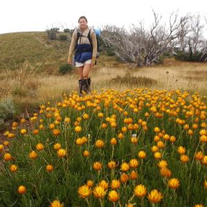 Razorback trail showcases the best of the Vic Alps - Great Walks