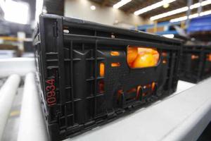 Switch back to crates bears fruit - PKN Packaging News