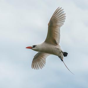 Photo Tip Of The Week: How To Shoot Great Bird Images - Australian ...