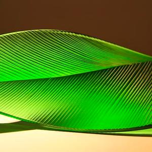 'Colour Green' Photo Comp: Winner Announced - Australian Photography