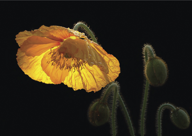 Image Doctor: Glowing Poppy - Australian Photography