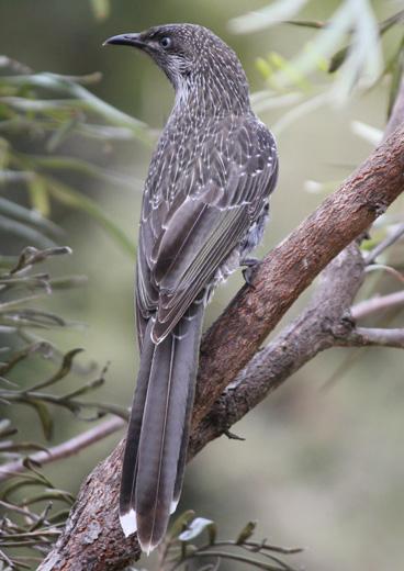 Image Doctor: Little Wattle Bird - Australian Photography