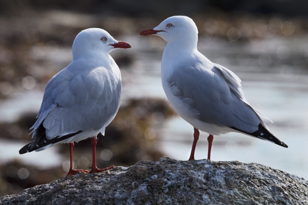 Image Doctor: Pair of Silver Gulls - Australian Photography