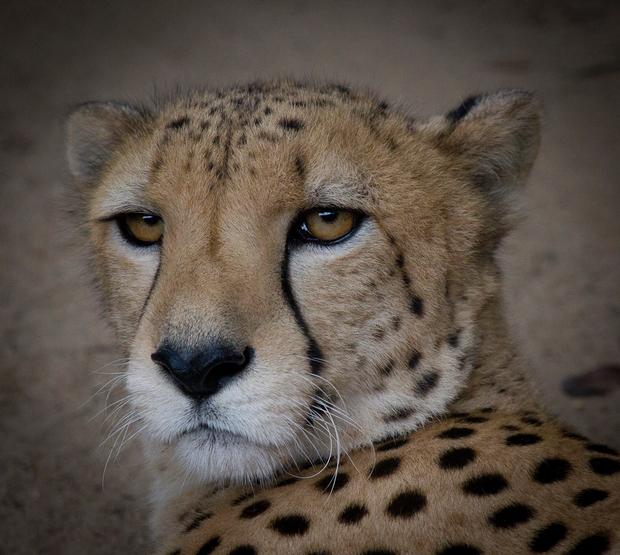 Image Doctor: The Cheetah - Australian Photography