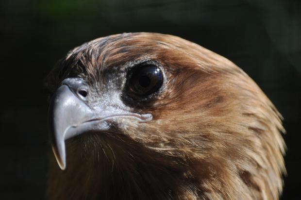 Image Doctor: Hawk Eye - Australian Photography