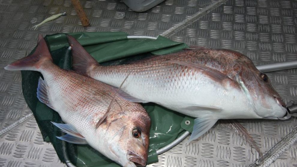 Targeting shallow water snapper - Fishing World