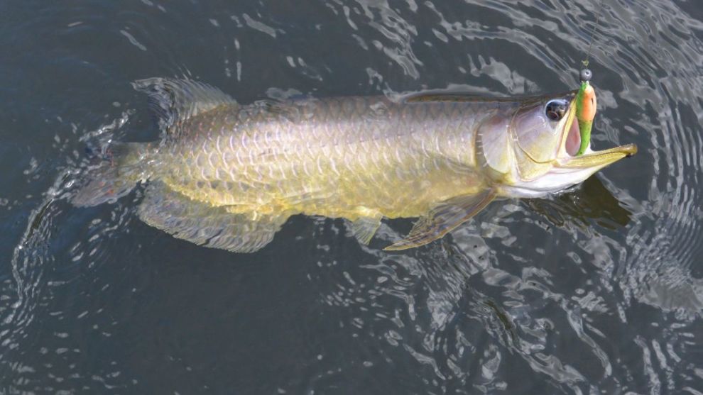 Toga party - Fishing World