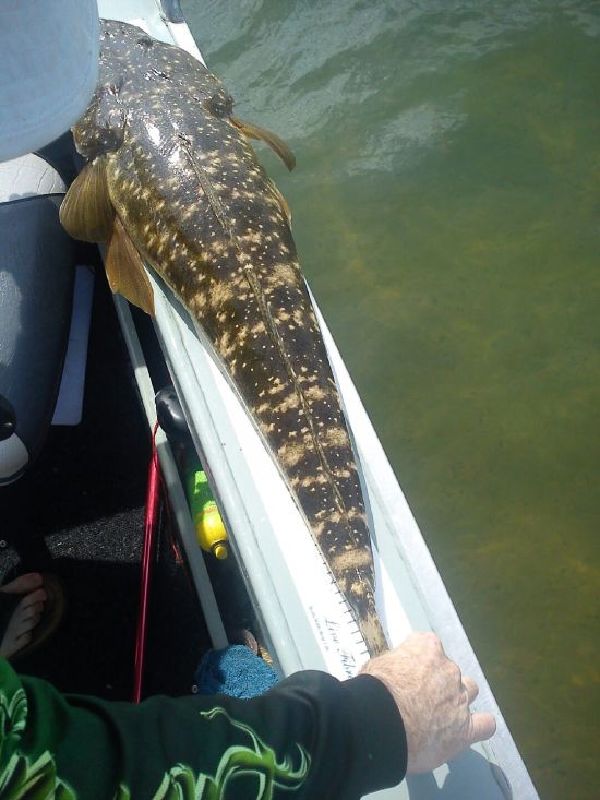 Is this a metre flattie? - Fishing World