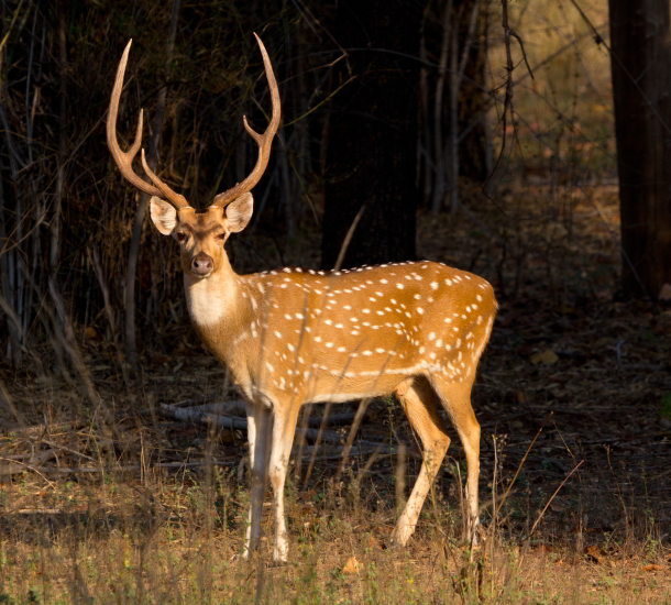 Hunting the handsome chital - Sporting Shooter