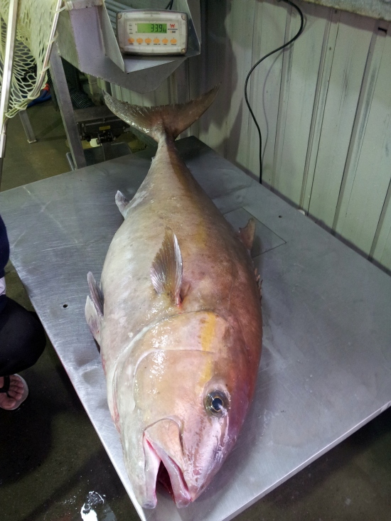Record samson caught in SA - Fishing World