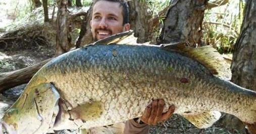 Metre barra caught in a puddle - Fishing World