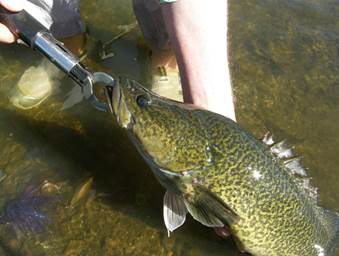 Freshwater cod season closes from September in Queensland - Fishing World