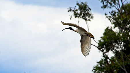 Birds in flight | Photowalk with Norm Hanson - Capture magazine