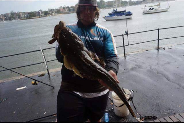 Big flathead move into Sydney Harbour - Fishing World