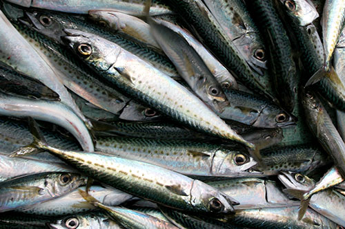 AFMA increases commercial slimy mackerel catch by 450 per cent ...