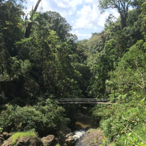 New Springbrook Bridge officially opened - Great Walks