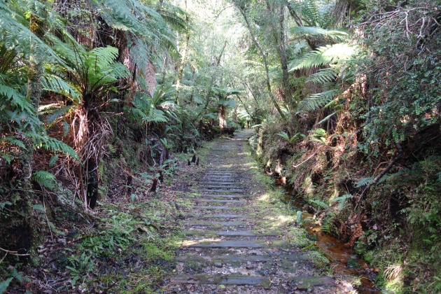 Hump Ridge on track to be NZ’s next Great Walk - Great Walks