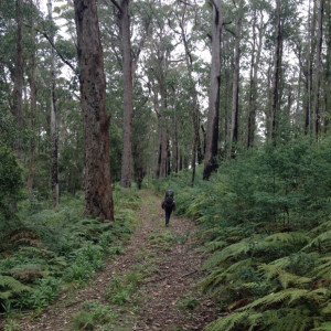 Green Gully Track, NSW's best hut-to-hut walk - Great Walks