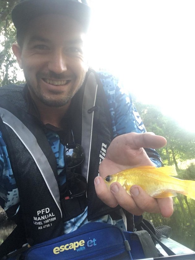 Golden bass caught in NSW - Fishing World
