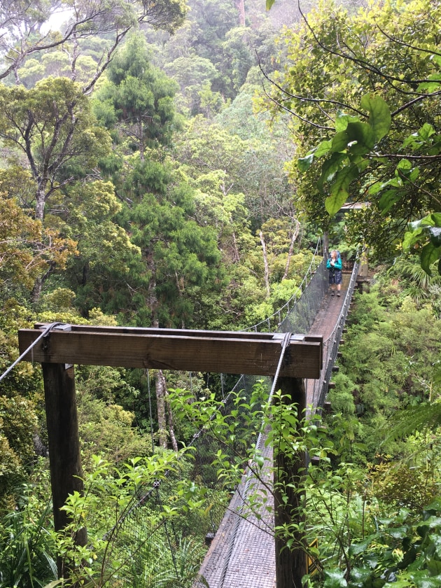 NZ's Aotea Track will get your heart rate up! - Great Walks