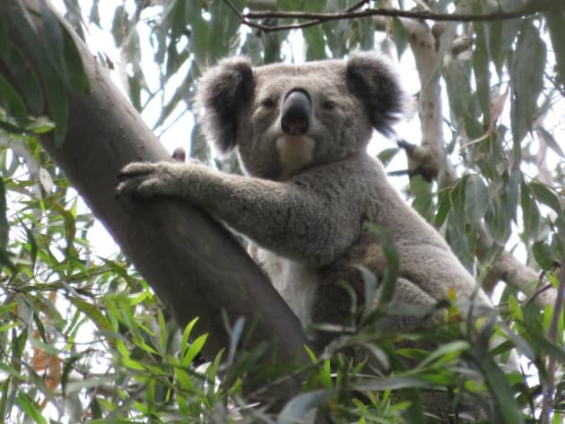 Call out for volunteers to help koalas in Bongil Bongil NP - Great Walks