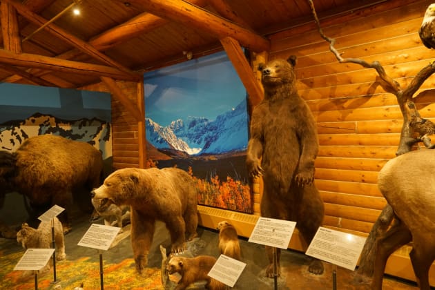 Exploring the wild frontier of the Yukon - Great Walks