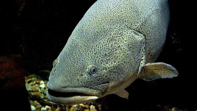 Murray cod season closes in the south - Fishing World
