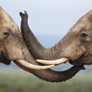 Photo Tip of the Week: Shooting Animals in Action - Australian Photography