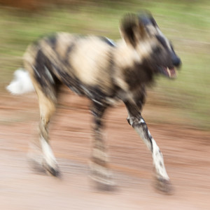 Photo Tip of the Week: Shooting Animals in Action - Australian Photography