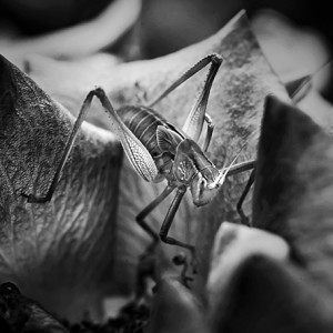 Insects Photo Comp: Winner and Shortlist Announced - Australian Photography