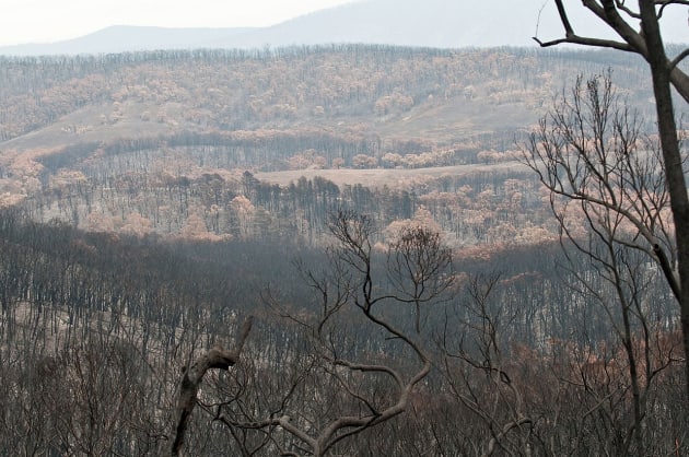 Kinglake NP rising from the ashes - Great Walks
