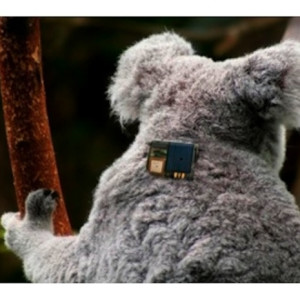 Qld koalas wearing redesigned tracking devices - Great Walks