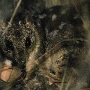 Endangered northern quolls found on remote island - Great Walks