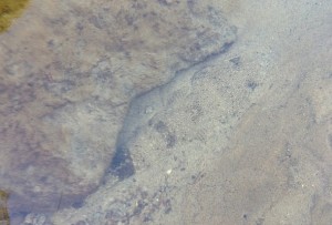 Can you spot the flattie? - Fishing World